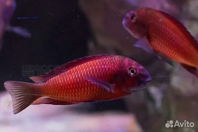 Трофеусы Ндоли Ред флуоресцентные взрослые