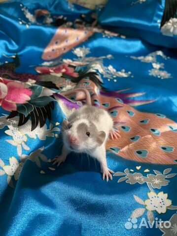 Крысята дамбо