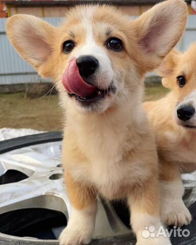 Коржики (корги пемброк)