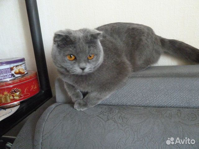 Шотландская кошка вязка