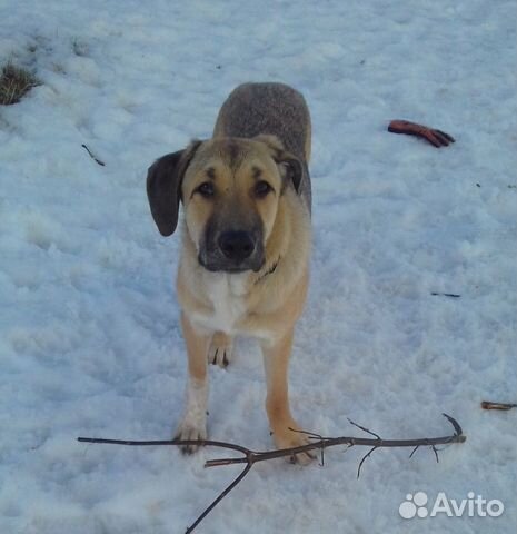 Собака щенок Бади в добрые руки дар бесплатно