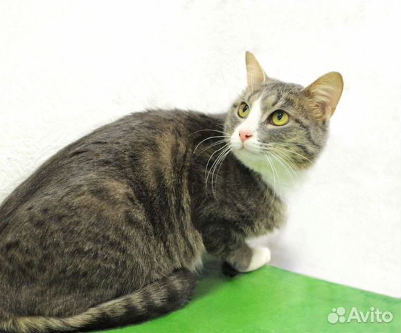 Кошка в добрые руки