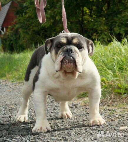 Английский бульдог
