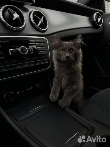 Котенок Курильский бобтейл