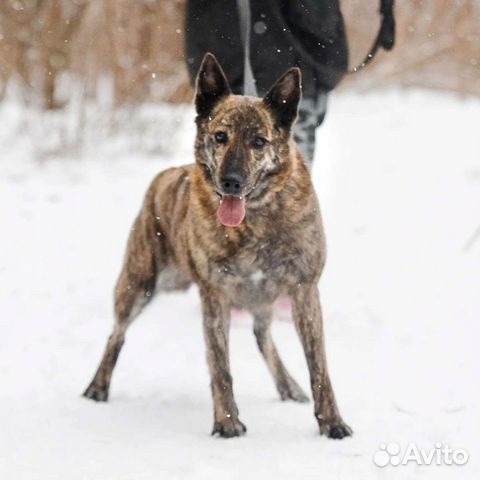 Собака в дар. Кира ищет новый дом