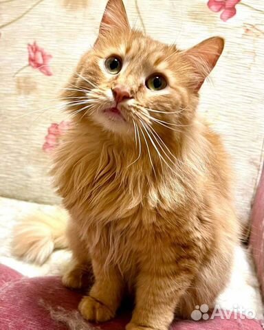 Ласковый рыжий котик 8 месяцев