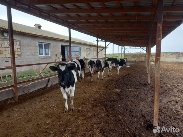 Быки и телки