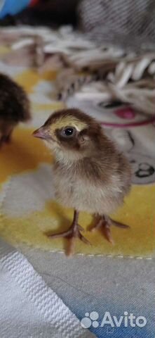 Селадон перепела