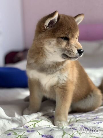 Мальчик сиба ину