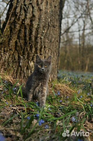 Котята курильского бобтейла