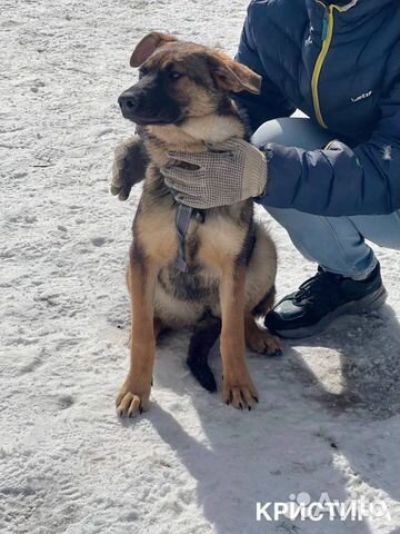 Щенок из приюта хочет домой