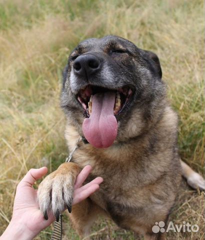 Спасите Дуню из приюта