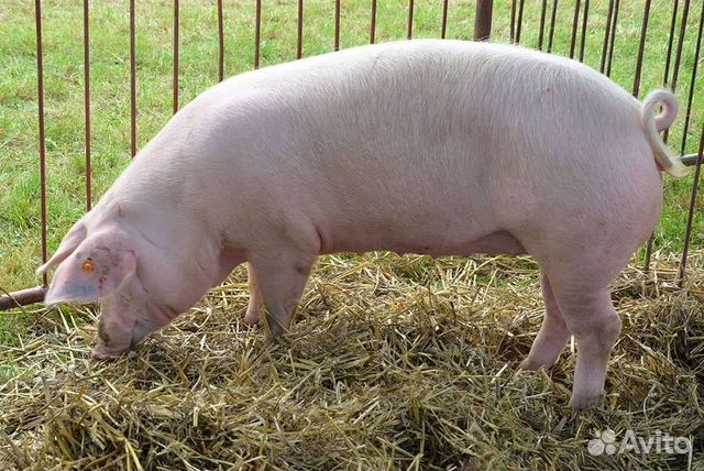 Свиньи ландрасы