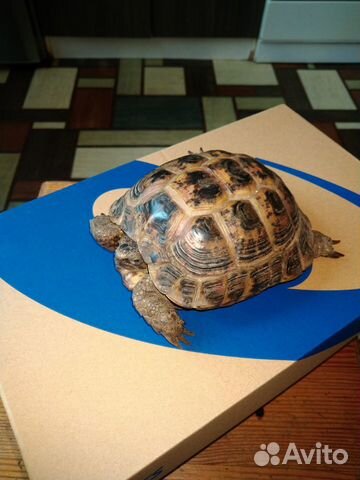 Черепаха сухопутная бесплатно