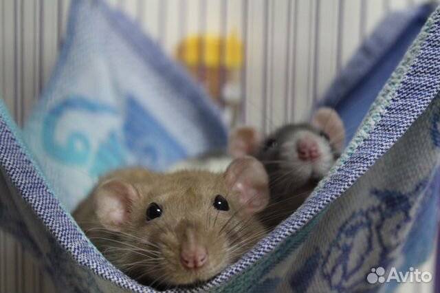Декоративные крысы