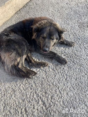 Ушастик в добрые руки, собака мальчик