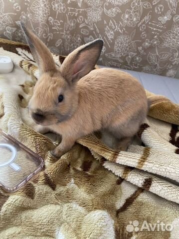 Кролик с клеткой