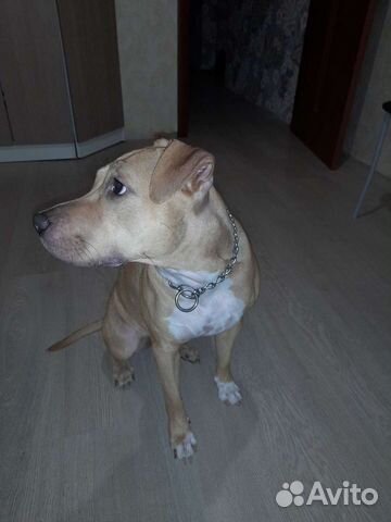 Дама пригласит кабеля. Питбуль 1,5 года