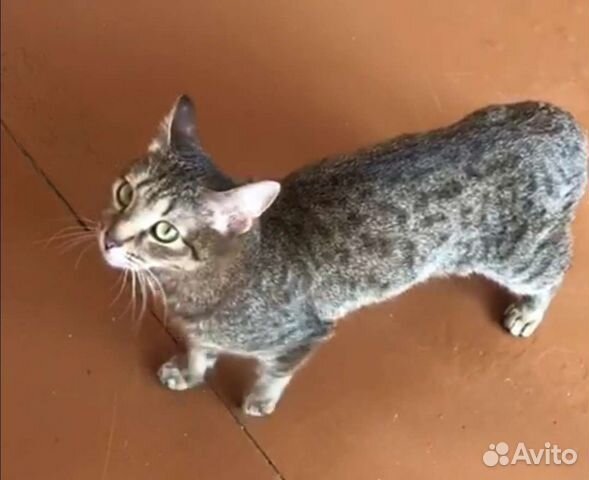 Кошка Сима 9 месяцев стерилизована с доставкой