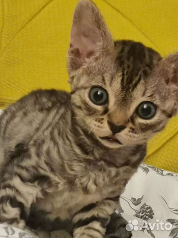 Котята девон-рекс