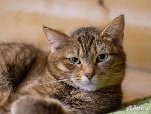 Тигрица Сита в добрые руки