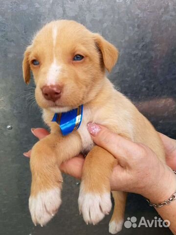 Чистые щеночки в добрые руки