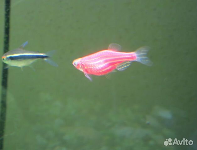Данио розовый