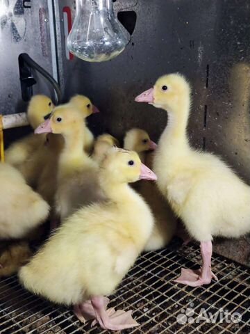 Утки броллеры стар 53