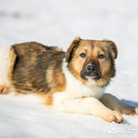 Щенок Нюша в добрые руки