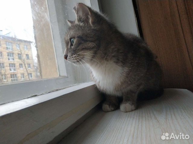 Серая полосатая кошка у окошка