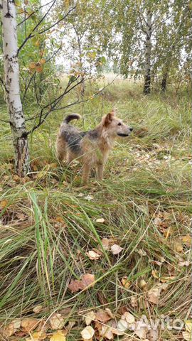 Небольшая собачка в добрые руки