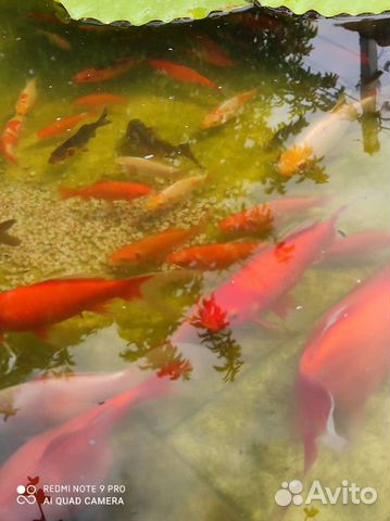 Карпы кои, Кометы