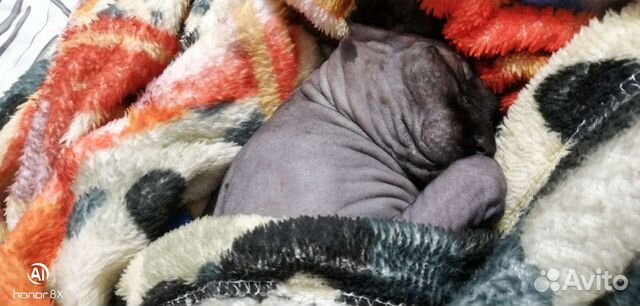 Канадский сфинкс