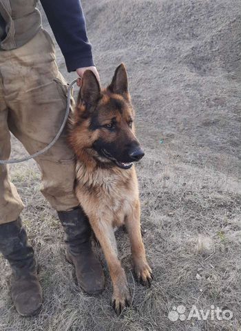 Немецкая овчарка