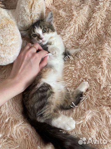 Манчкин кот