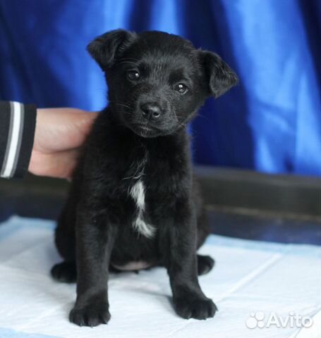 Малышка Эля ищет дом