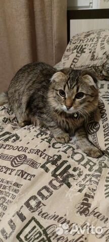 Котята в добрые руки мальчик