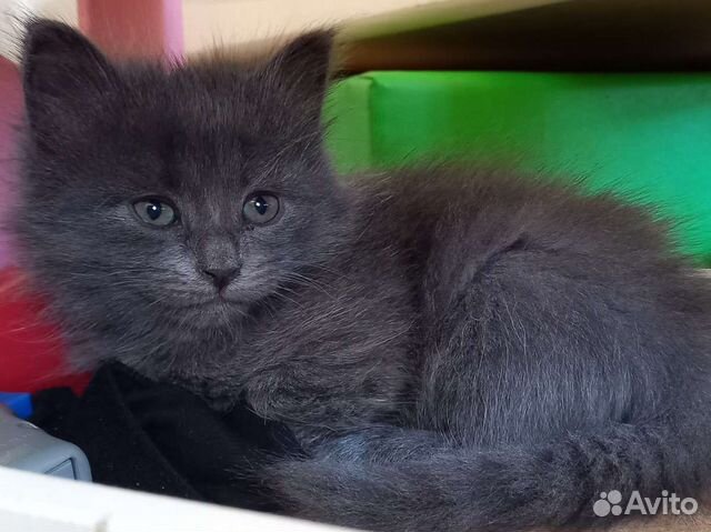 Котёнок, девочка, 1 месяц