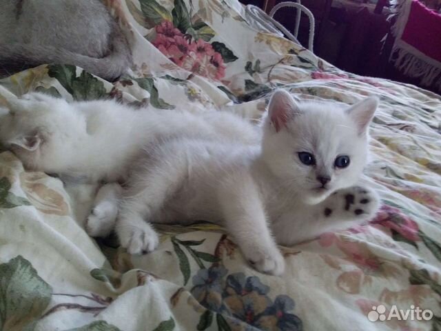 Кошка британская
