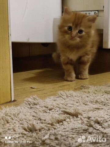 Котята в добрые руки даром