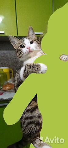 Ищу кота. Потерялся