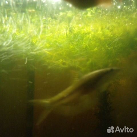 Аквариумное растение елочка