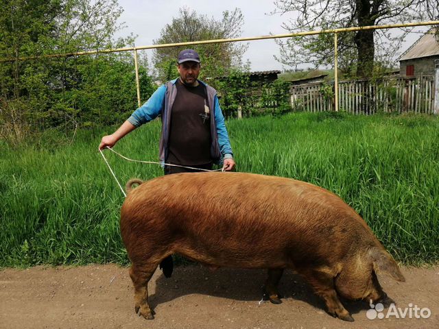 Хряк Производитель