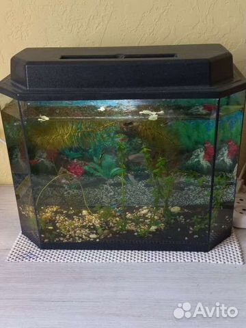 Целый аквариум со всеми необходимыми инструментами