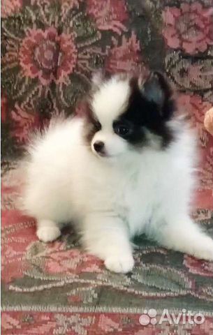 Крошечная помераночка