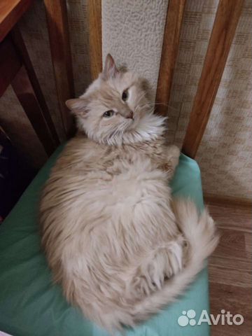 Кошки в добрые руки бесплатно