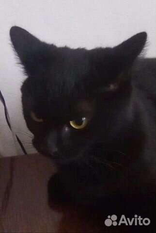 Кошка