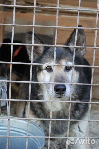 Я недавно увидел мир за пределами вольера