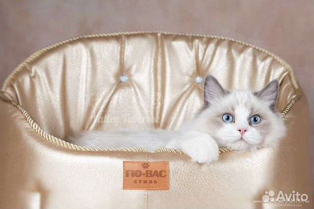 Котята породы рэгдолл