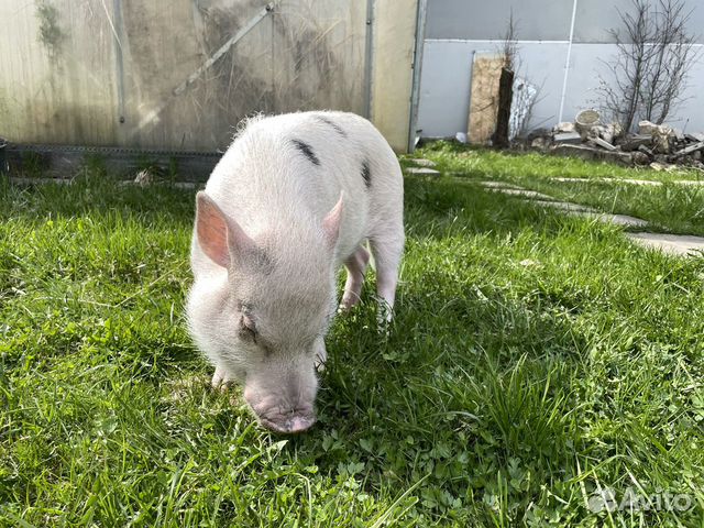 Хряк (микропиг). 3 года
